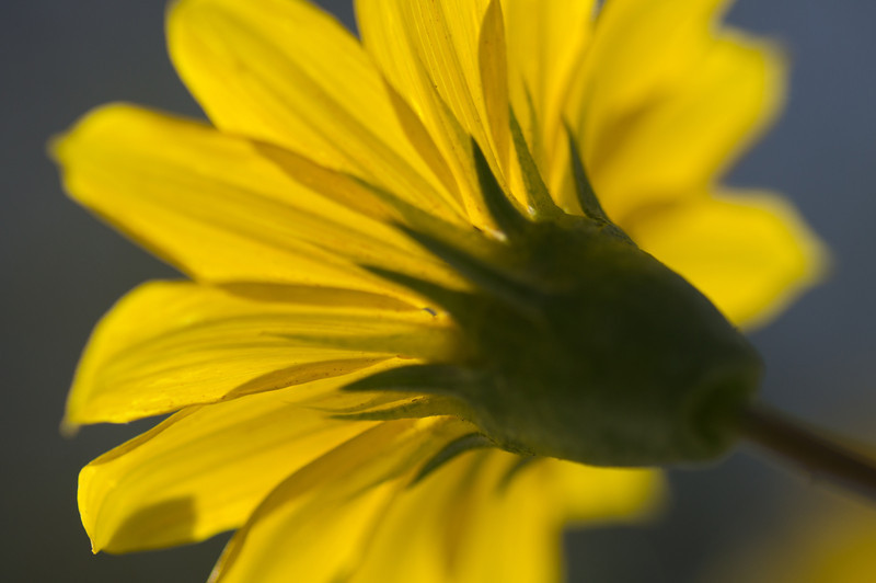 Nature, Up Close | Spark
